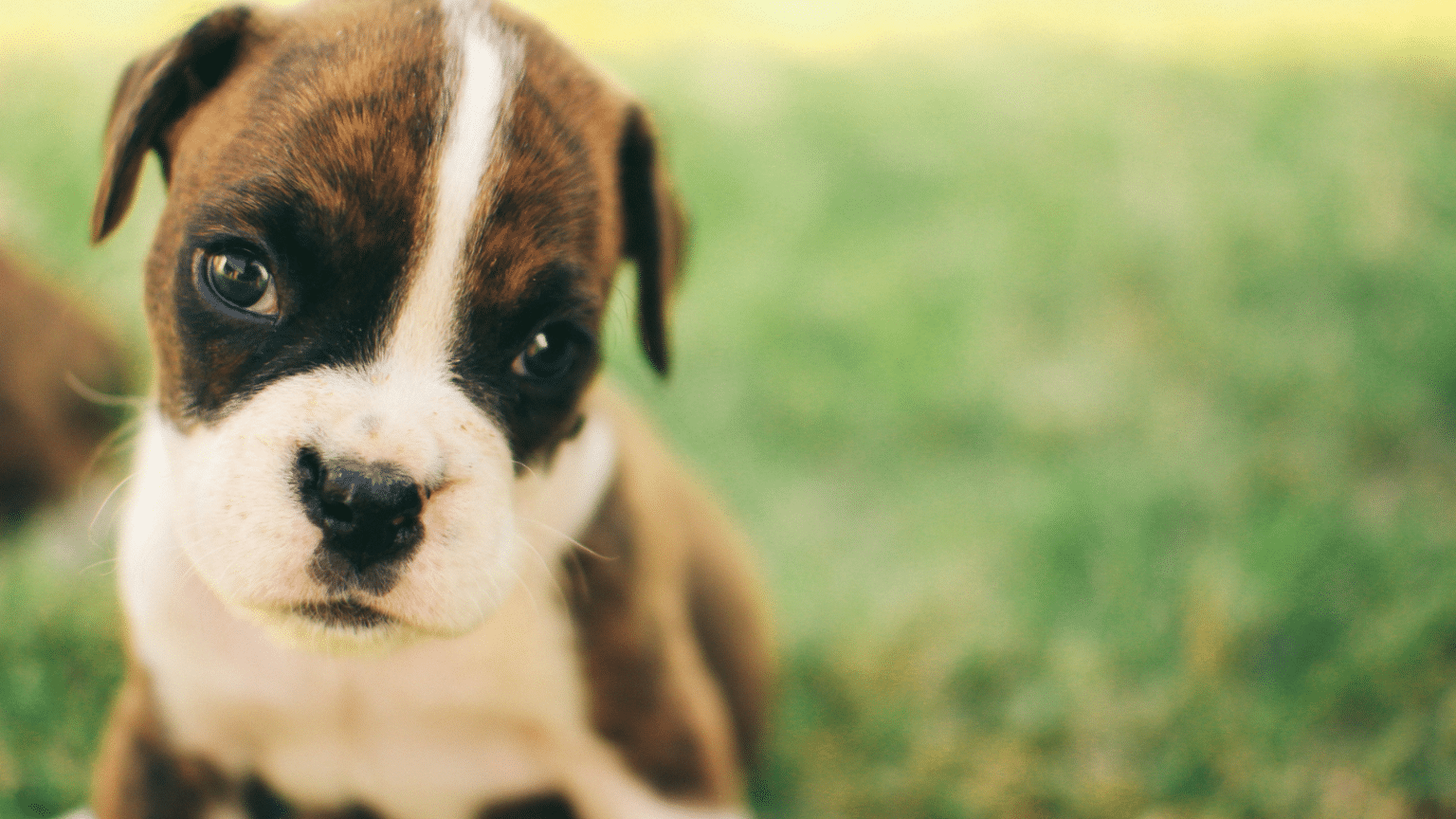 Divine Companions: 10 Bible Verses that Prove Pets are Heaven-Sent